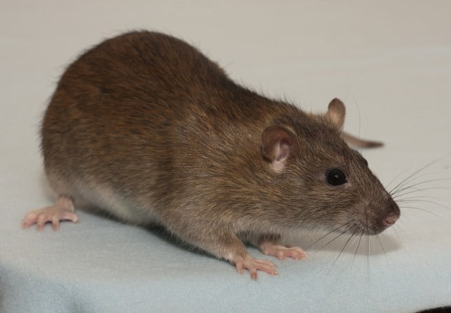 Agouti Rats - Pets Australia