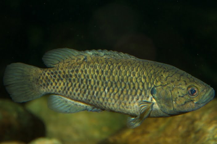 Climbing gourami (Labyrinth fish) - Pets Australia