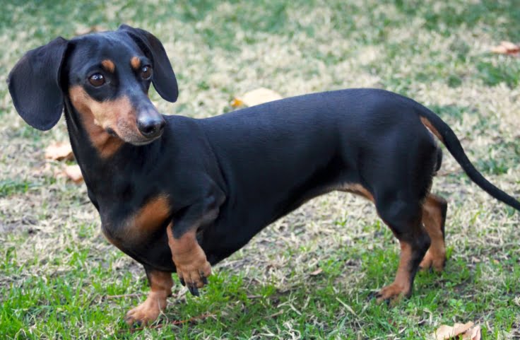 Dachshund - Pets Australia