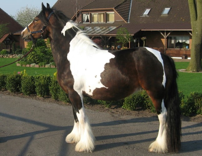Gypsy Vanner horse - Irish Cob - Pets Australia