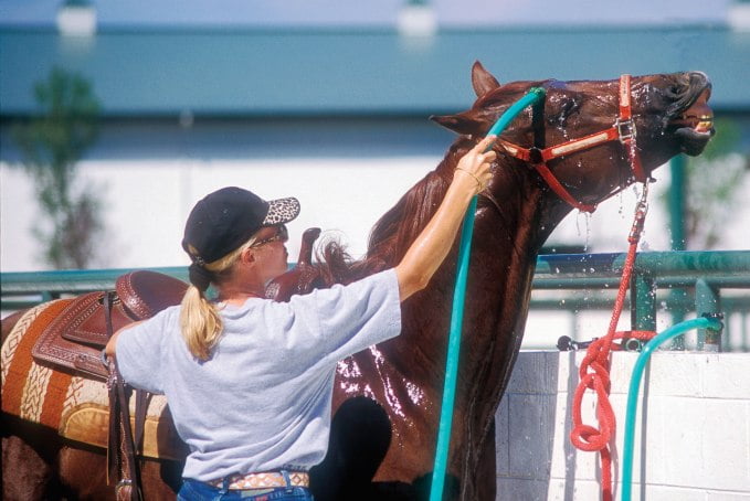 Horse Health Care and Tips - Pets Australia