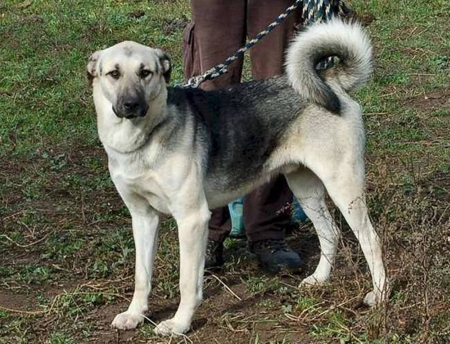 Kangal Dog - Pets Australia