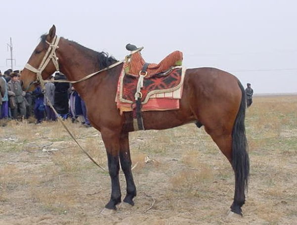 Horse Breeds - Page 3 of 5 - Pets Australia