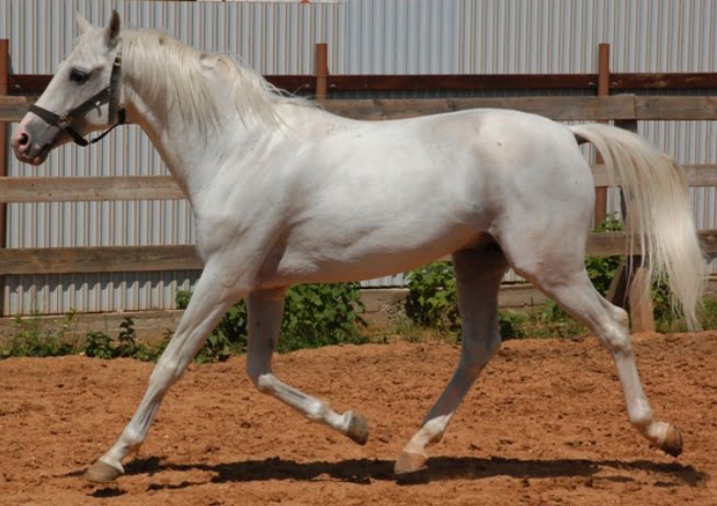 Horse Breeds - Page 4 of 5 - Pets Australia