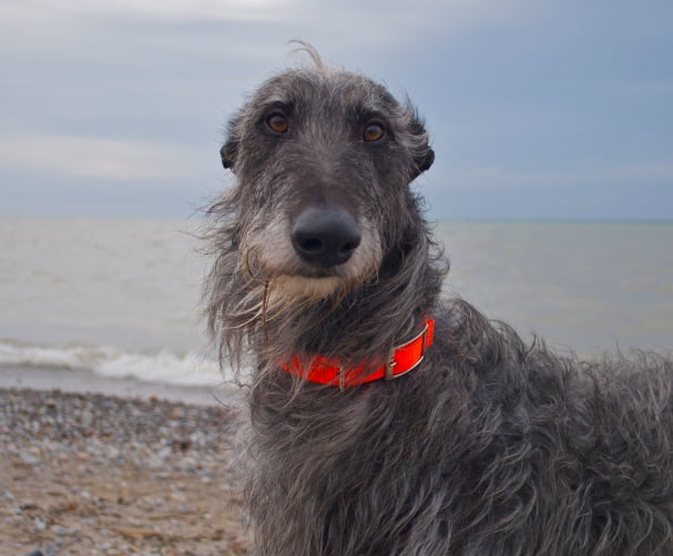 Scottish Deerhound - Pets Australia
