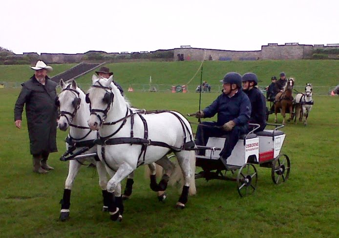 Scurry Driving - Pets Australia