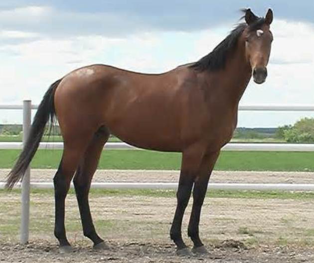 Thoroughbred Horse - Pets Australia