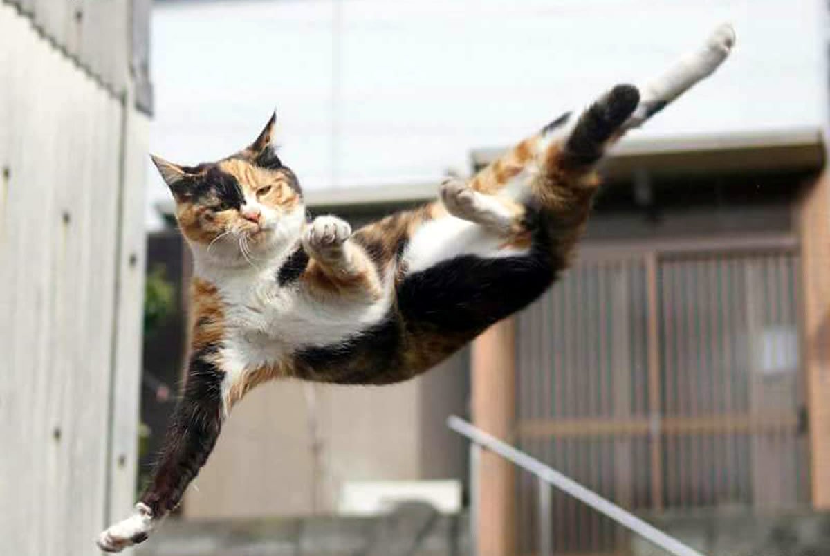 The feline body - Pets Australia