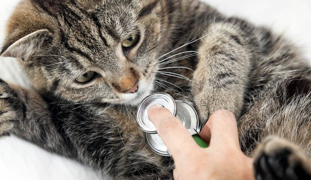 First aid for your Cat - Pets Australia