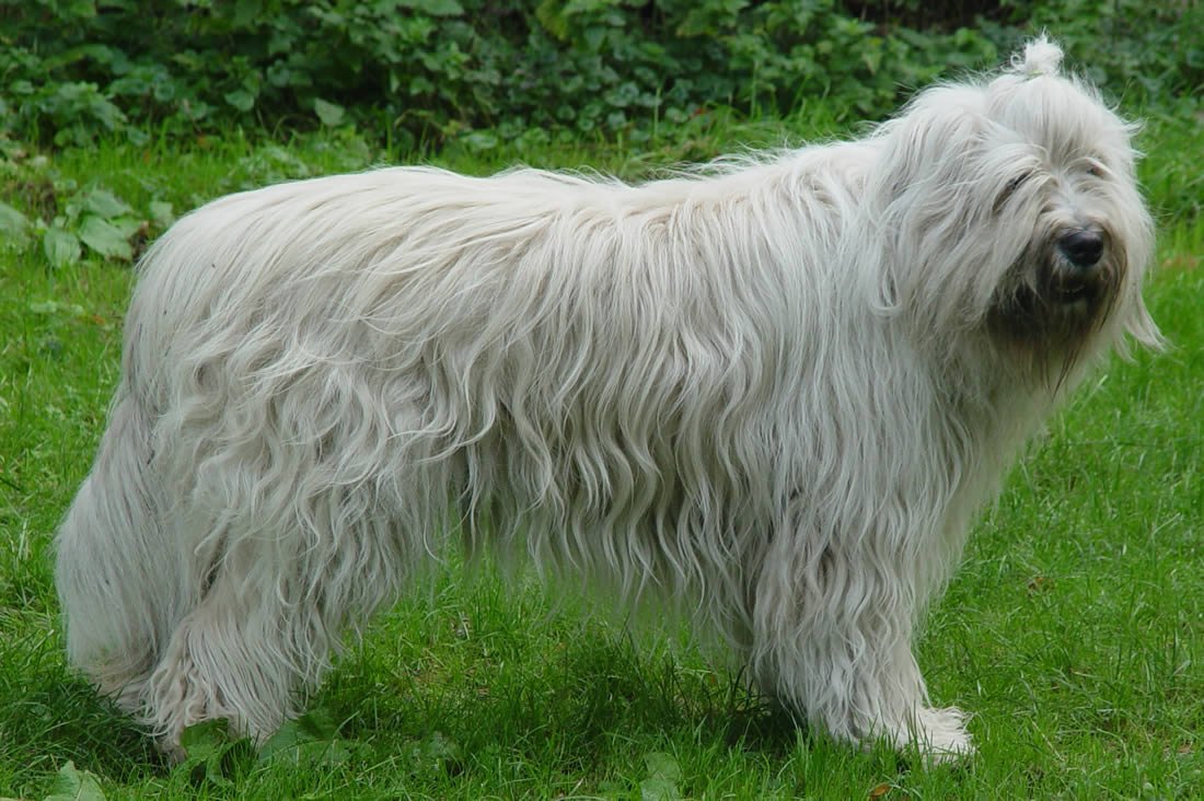 South Russian Ovcharka - Pets Australia