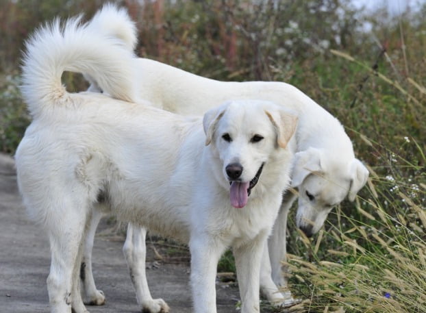 Akbash Dog - Pets Australia