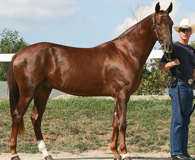 Akhal Teke Chestnut