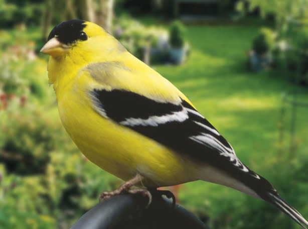 American Goldfinch - Pets Australia