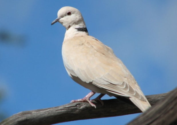 Barbary Dove - Pets Australia