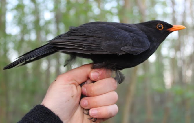 Bird Health - Pets Australia