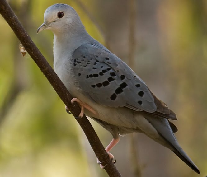 Blue Ground Dove - Pets Australia