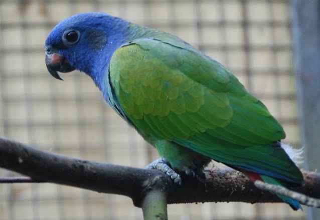 Blue-Headed Pionus - Pets Australia