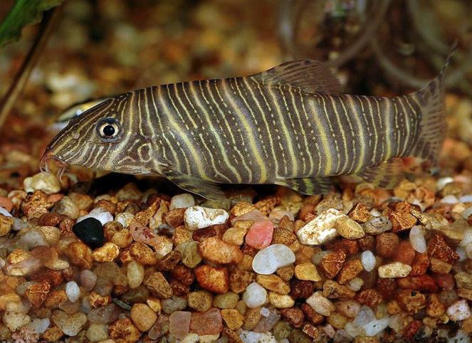 Botia - Pets Australia