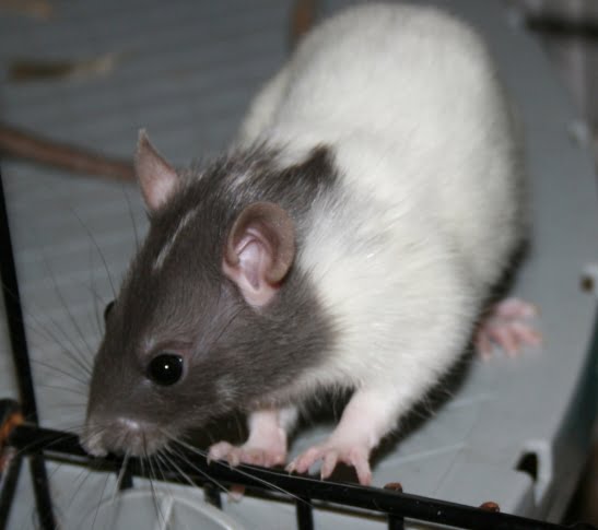 Capped Rats - Pets Australia