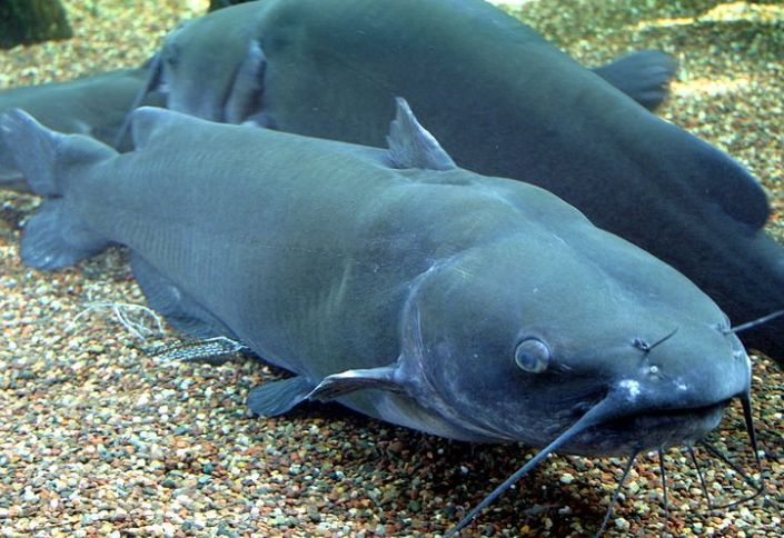 Catfish as Pets - Pets Australia