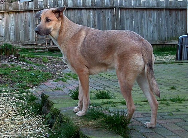 Chinook - Pets Australia