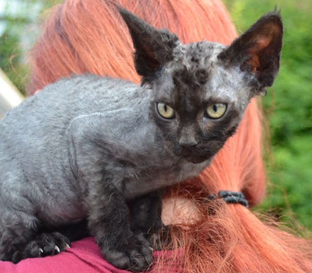 Devon Rex - Pets Australia