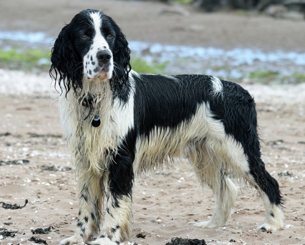 English Springer Spaniel - Pets Australia