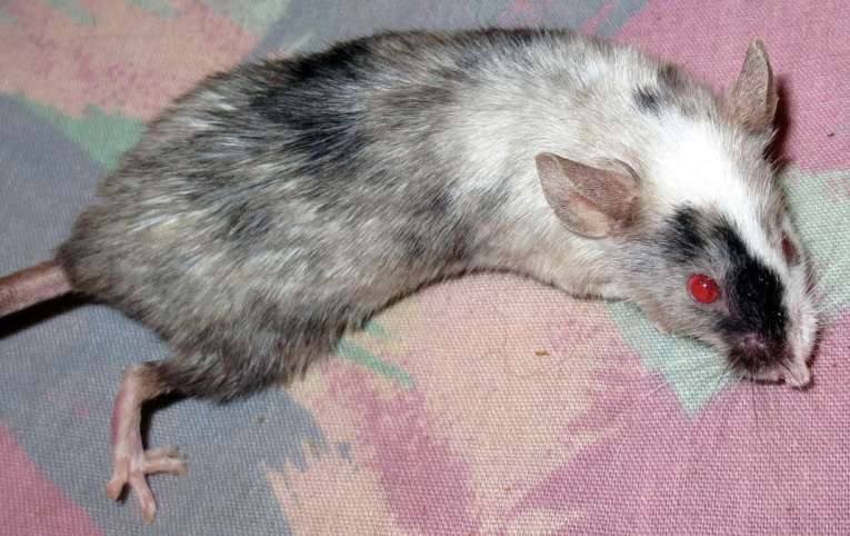 Fancy Mice - Pets Australia