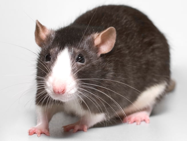 Fancy Rats - Pets Australia