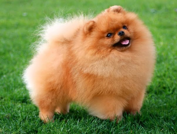 German Spitz - Pets Australia