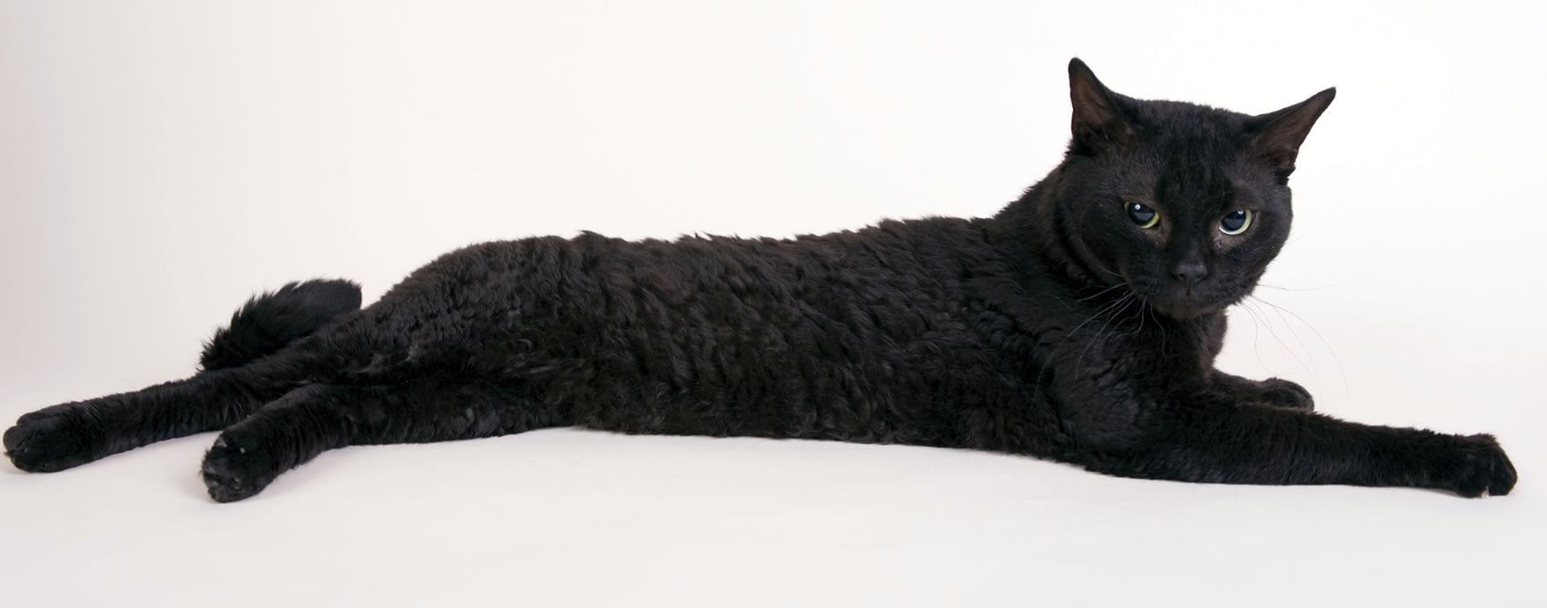 German Rex - Pets Australia