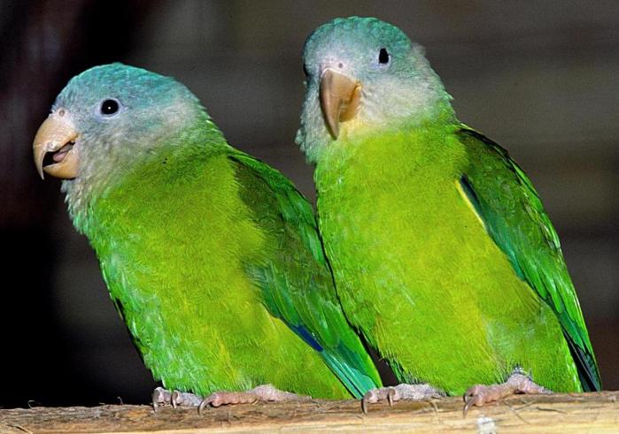 Grey Cheeked Parakeet - Pets Australia