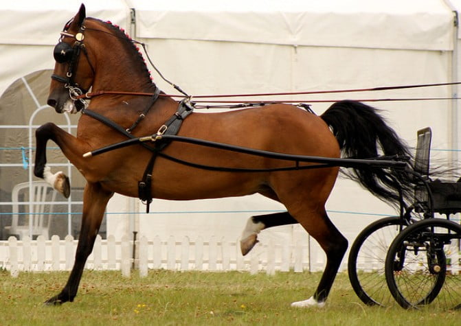 Hackney Horse Origin