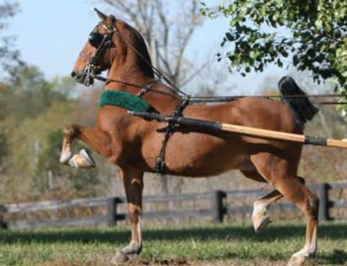 Quarab Horse - History, Conformation and Usage - Pets Australia