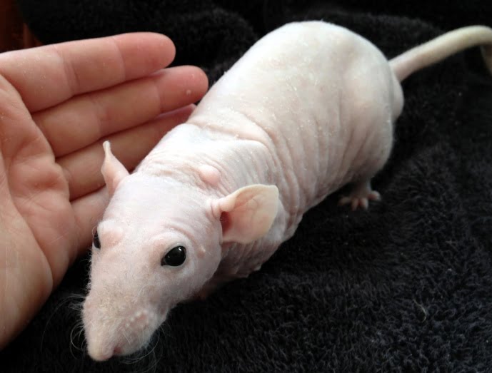 Hairless Rats - Pets Australia
