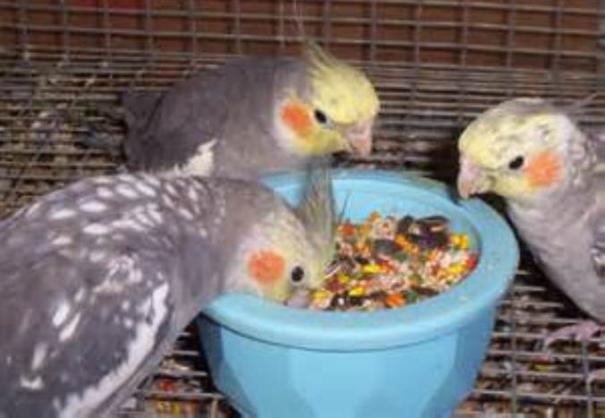 How to Care for Your Bird - Pets Australia