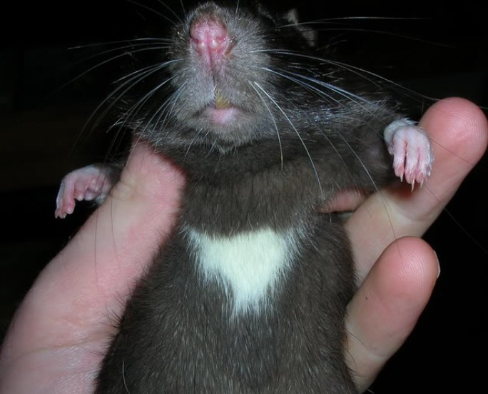 Irish Rats as Pets - Pets Australia