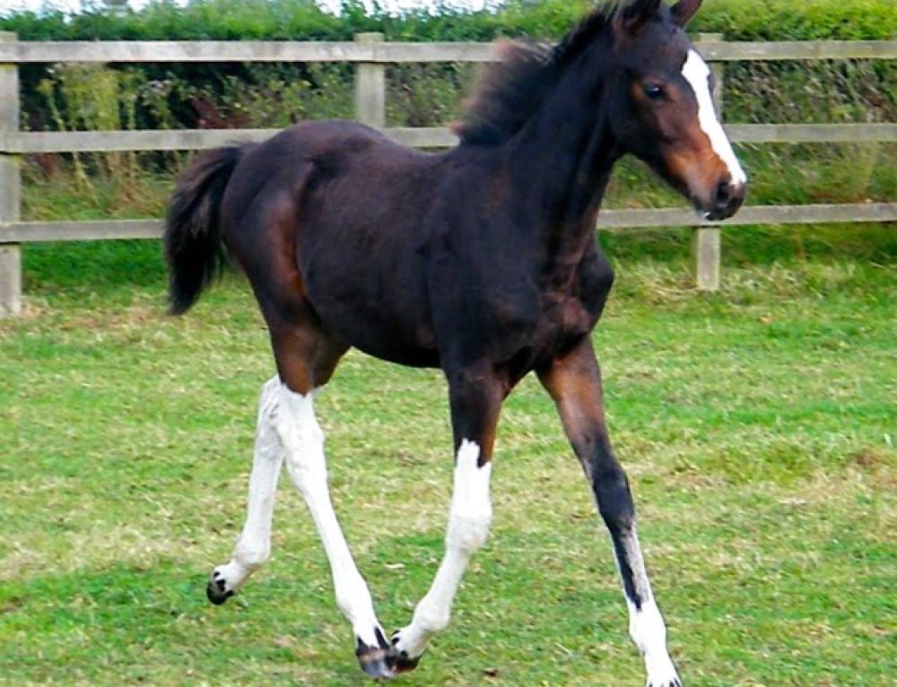 Quarab Horse - History, Conformation and Usage - Pets Australia