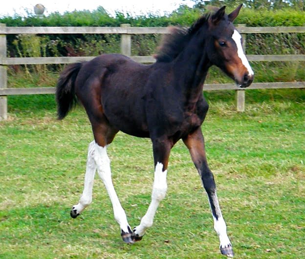 Irish Sports Horse / Irish Hunter - Pets Australia