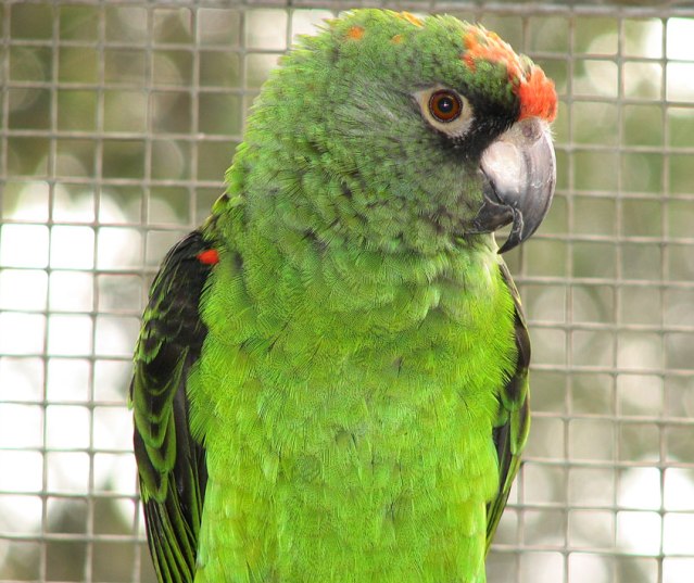 Jardine's parrots - red front parrots as pets - Pets Australia