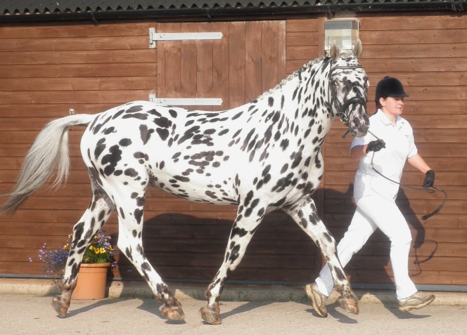 Knabstrup / Knabstrupper Horse - Pets Australia