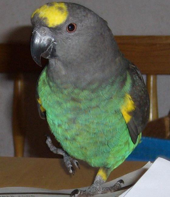 Meyers Parrot - Pets Australia