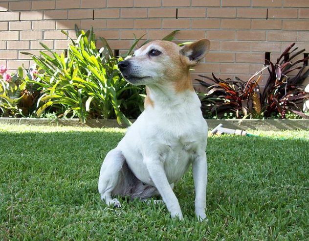 Miniature Fox Terrier or Foxie - Pets Australia