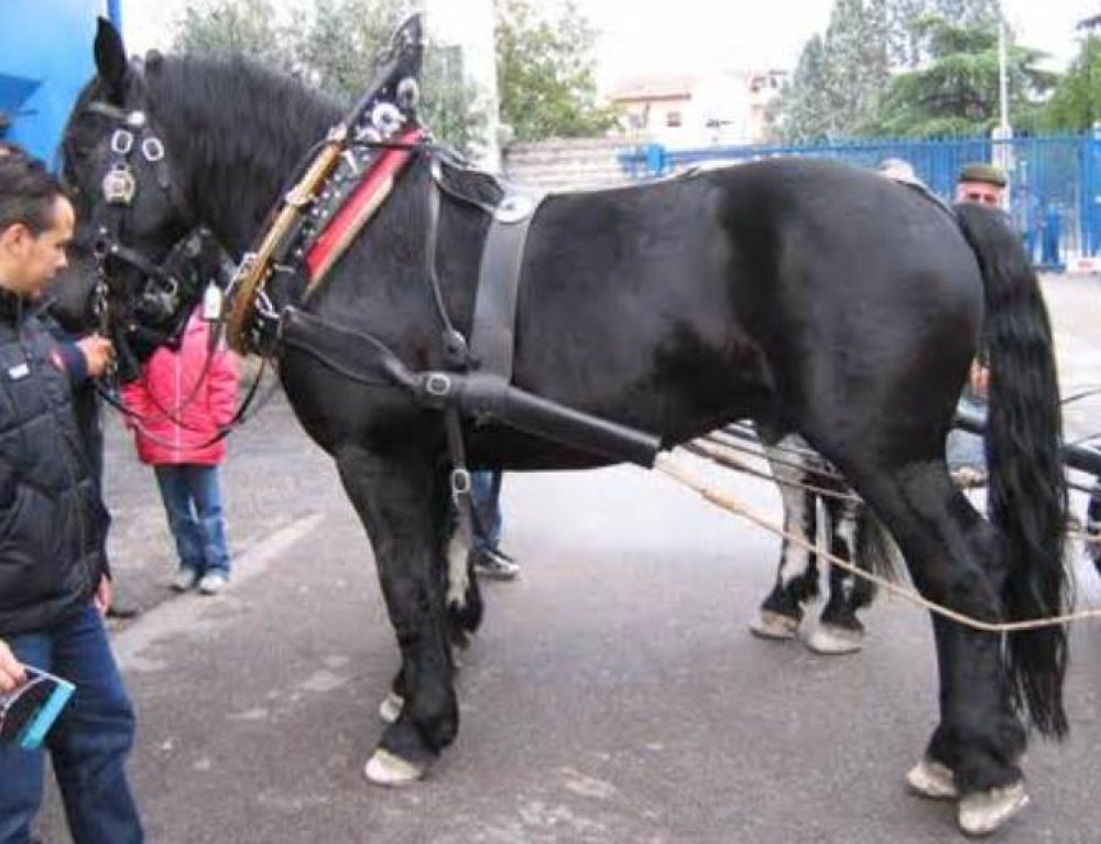 Quarab Horse - History, Conformation and Usage - Pets Australia