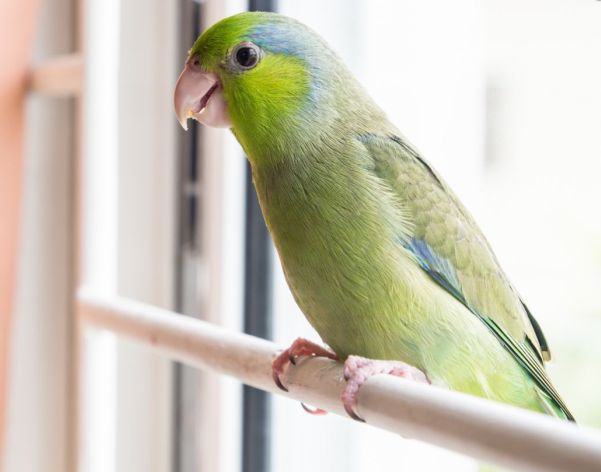 Pacific parrotlets as pets - Pets Australia