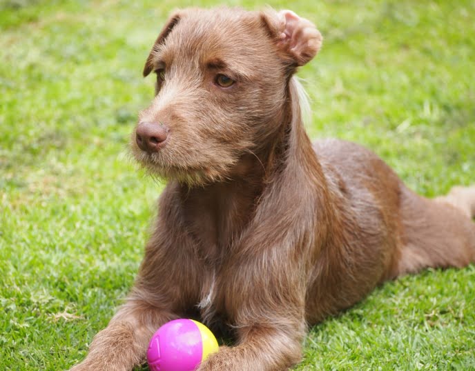 Does A Patterdale Terrier Shed