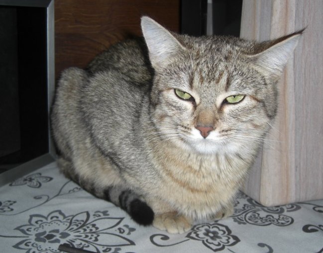 Pixie Bob Cats Washington