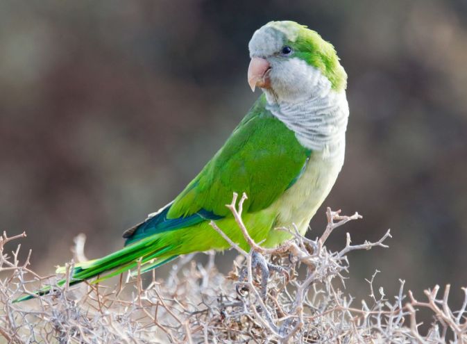 Quaker (Monk) Parakeet - Pets Australia