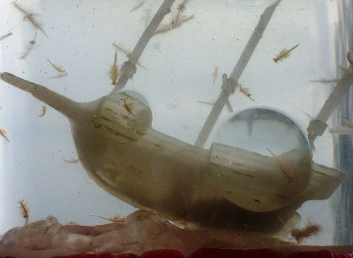 Sea Monkeys as Pets - Pets Australia