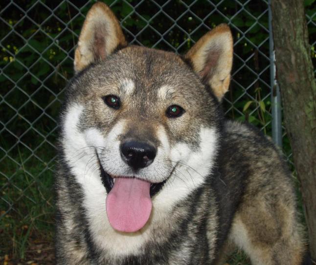 Shikoku dog - Pets Australia